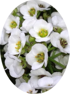 Marcella "Sally" Scott Obituary - Mitchell, Ontario | Lockhart Funeral ...